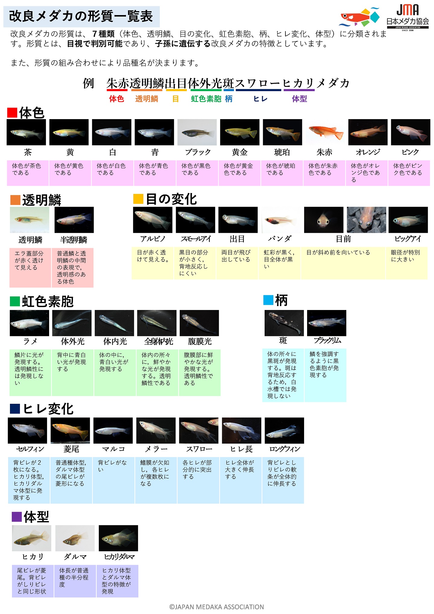 改良メダカの特徴（形質）と補足について メダカの特徴 改良メダカweb図鑑