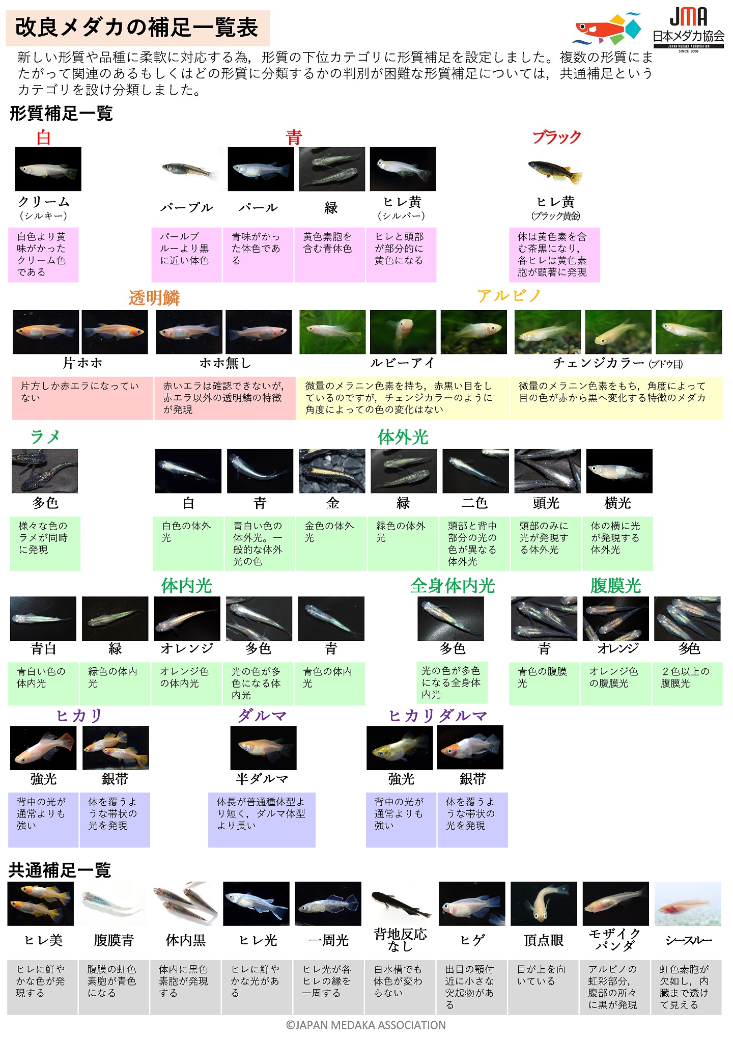 改良メダカの特徴（形質）と補足について メダカの特徴 改良メダカweb図鑑