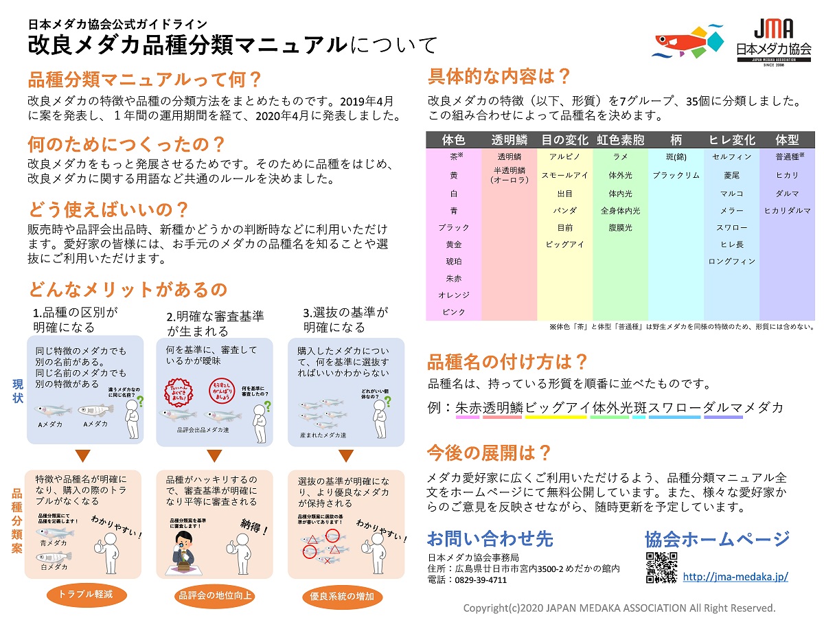 ナローフィン ~メダカのヒレ変化の特徴~ メダカの特徴4141 メダカの特徴 改良メダカweb図鑑
