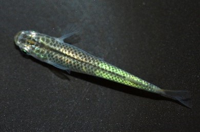 96 characteristics of Japanese Medaka - めだかの通販・販売専門店-めだかの館-