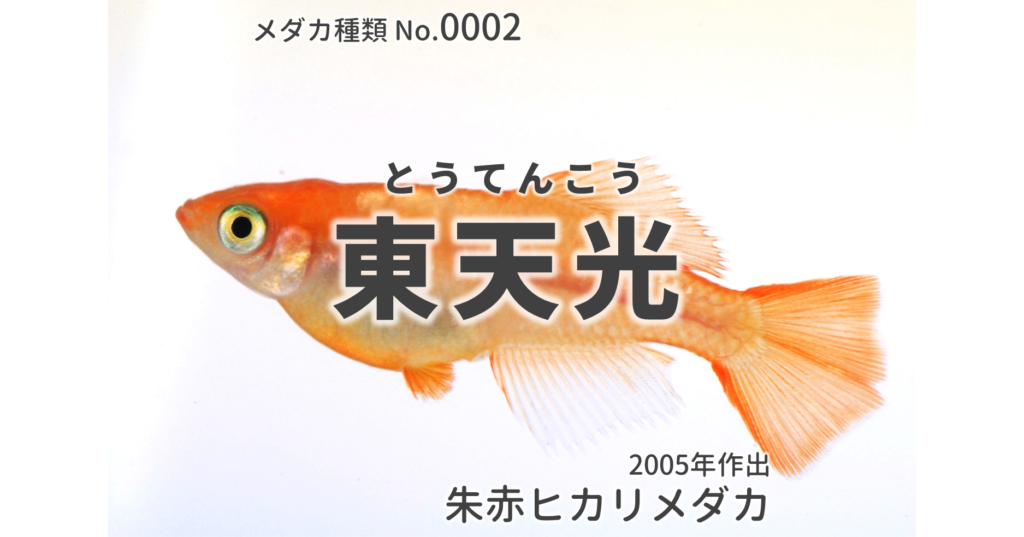 東天光(朱赤ヒカリメダカ)とは 改良メダカweb図鑑no0002 朱赤 改良メダカweb図鑑