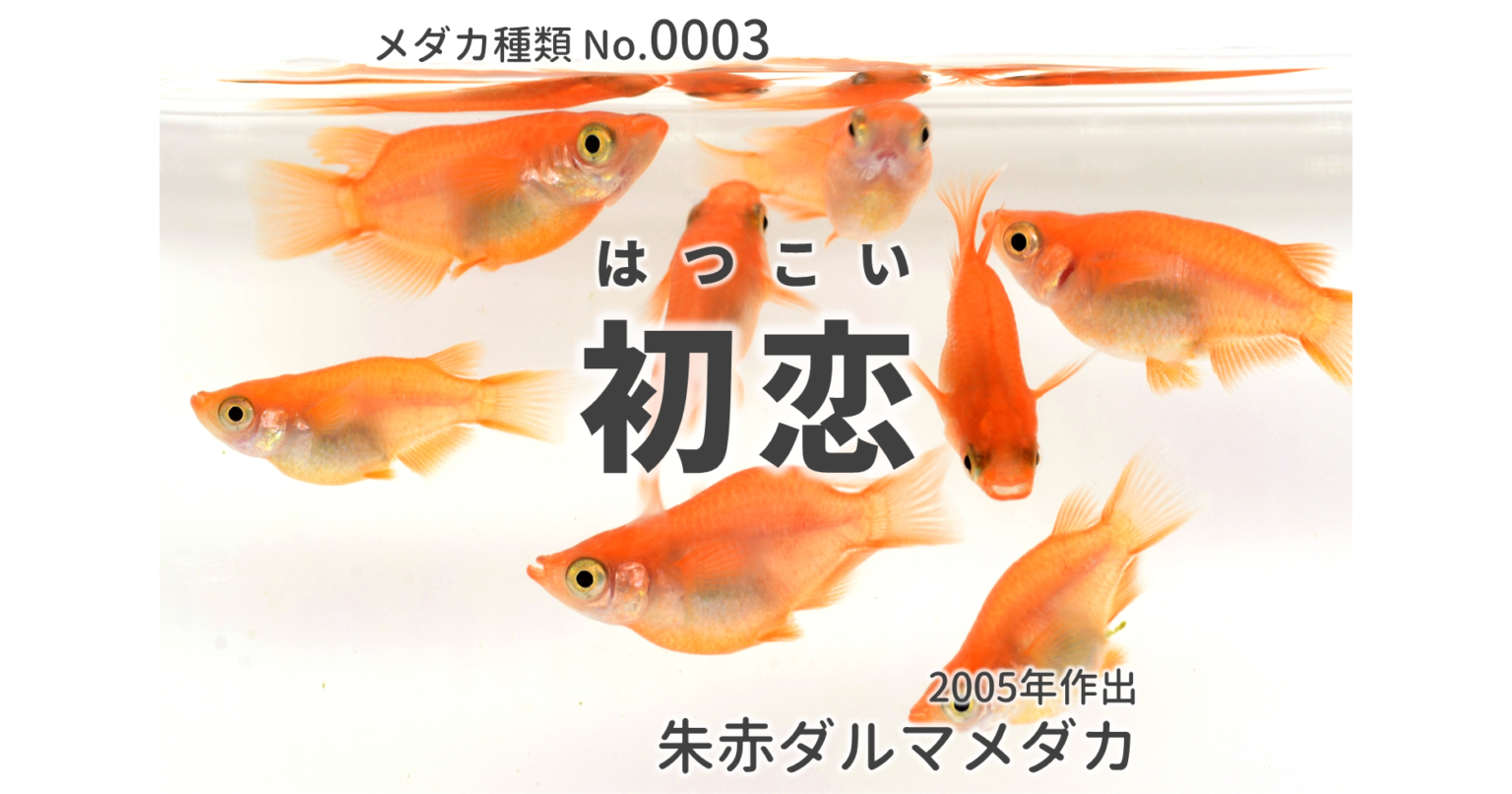 初恋(朱赤ダルマメダカ)とは 改良メダカweb図鑑no0003 メダカの品種 朱赤 改良メダカweb図鑑