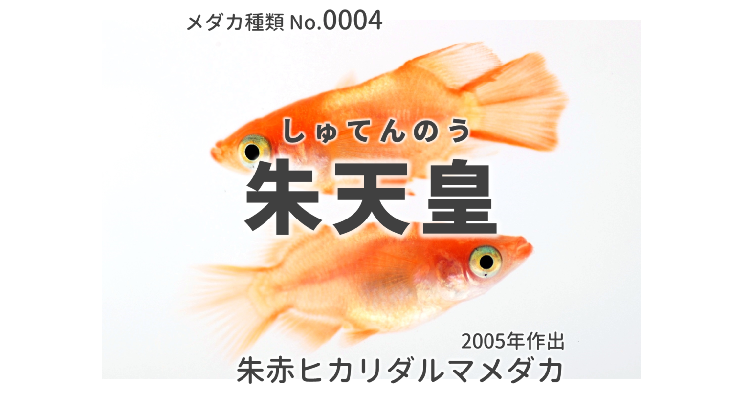 朱天皇(朱赤ヒカリダルマメダカ)とは 改良メダカweb図鑑no0004 メダカの品種 朱赤 改良メダカweb図鑑