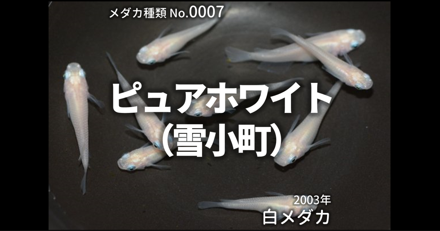 ピュアホワイト(白メダカ)とは 改良メダカweb図鑑no0007 メダカの品種 白 改良メダカweb図鑑