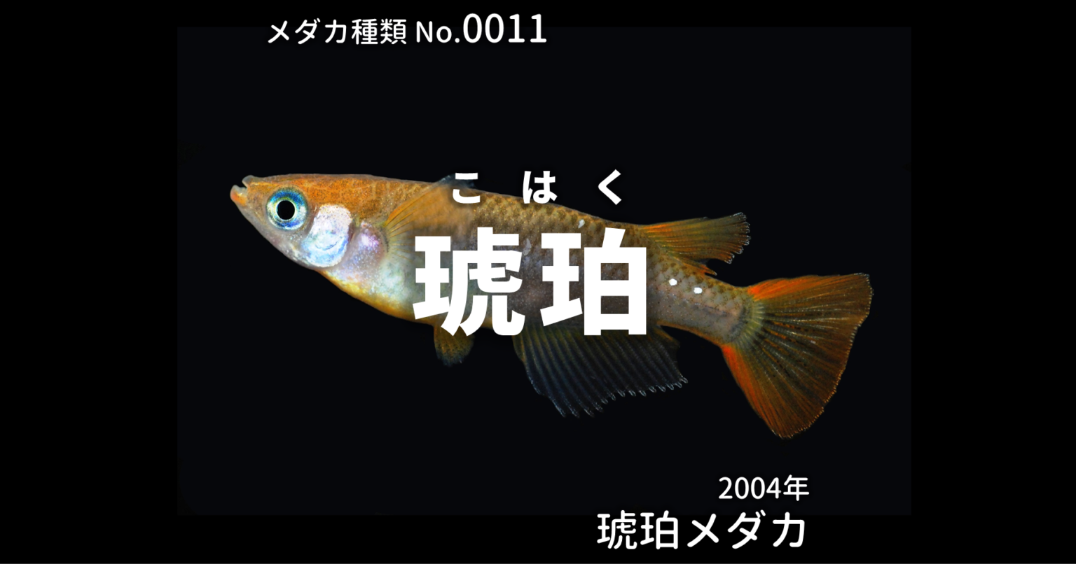 琥珀（琥珀メダカ）とは 改良メダカweb図鑑no0011 メダカの品種 琥珀 改良メダカweb図鑑