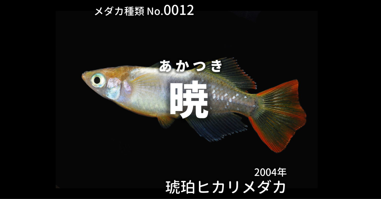 暁（琥珀ヒカリメダカ）とは 改良メダカweb図鑑no0012 メダカの品種 琥珀 改良メダカweb図鑑