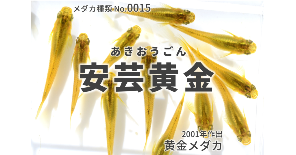 安芸黄金(黄金メダカ)とは 改良メダカweb図鑑no0015 メダカの品種 黄金 改良メダカweb図鑑