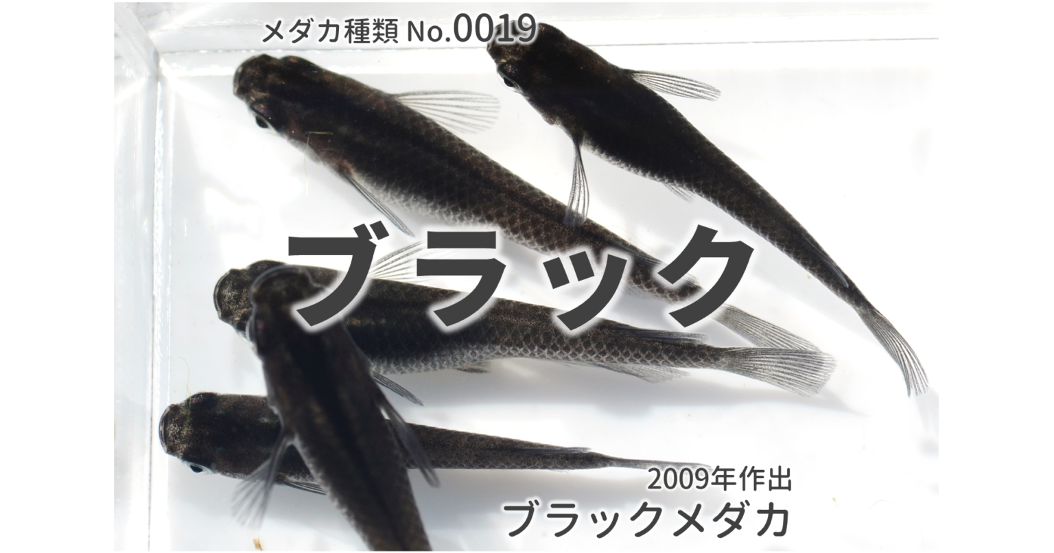 ブラックメダカとは 改良メダカweb図鑑no0019 ブラック メダカの品種 改良メダカweb図鑑