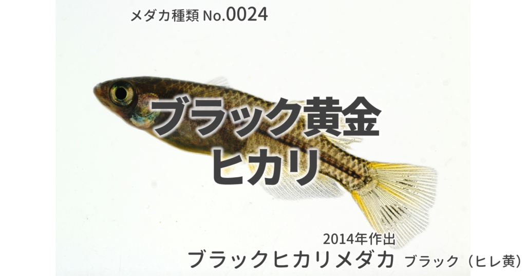 ブラック黄金ヒカリメダカとは 改良メダカweb図鑑no0024 ブラック メダカの品種 改良メダカweb図鑑