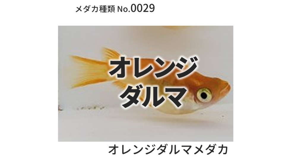 オレンジダルマメダカとは 改良メダカweb図鑑no0029 オレンジ メダカの品種 改良メダカweb図鑑