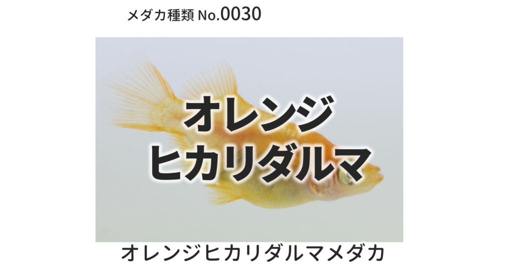 オレンジヒカリダルマメダカとは 改良メダカweb図鑑no0030 オレンジ メダカの品種 改良メダカweb図鑑