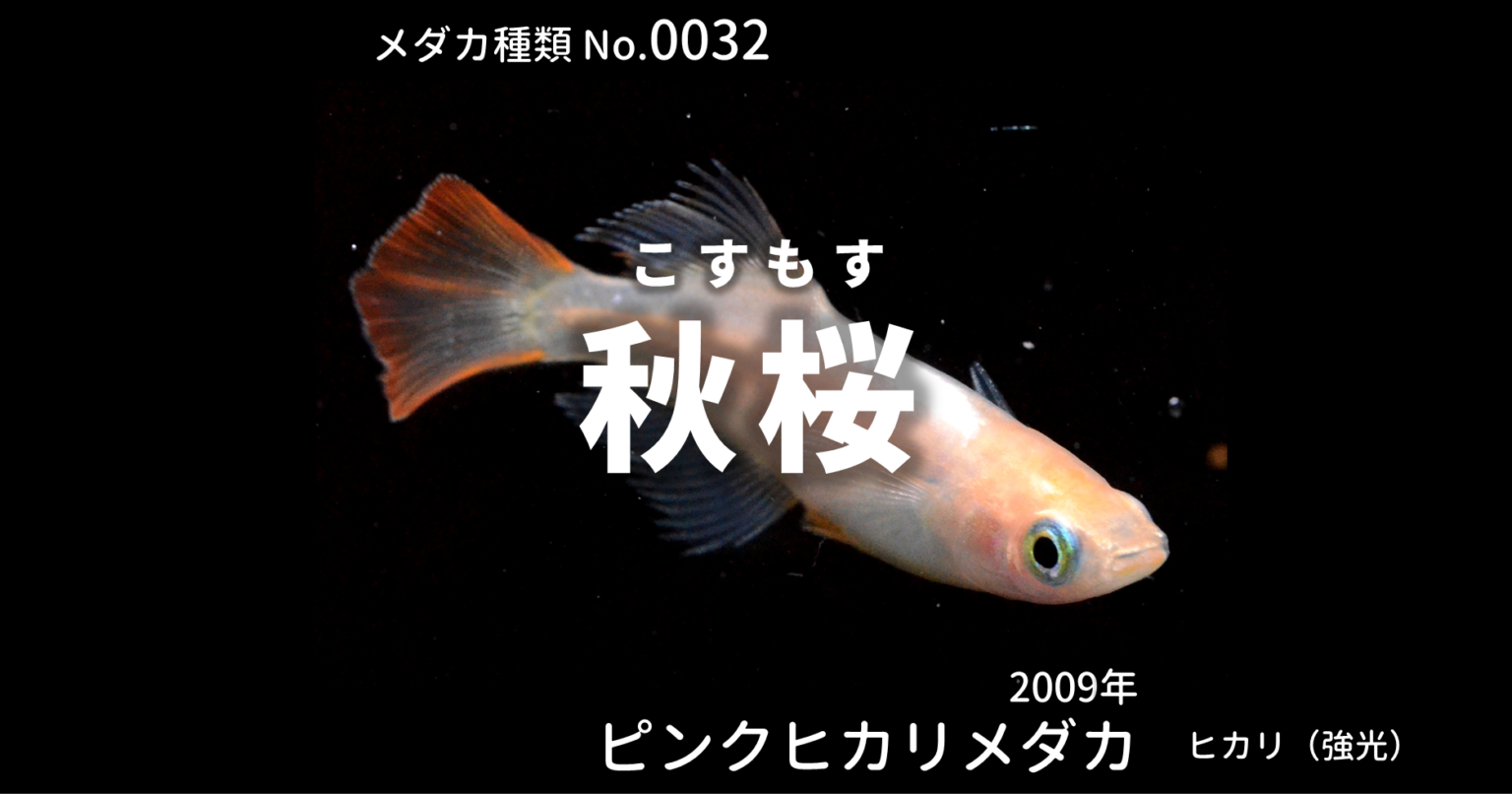 秋桜(ピンクヒカリメダカ)とは 改良メダカweb図鑑no0032 ピンク 改良メダカweb図鑑