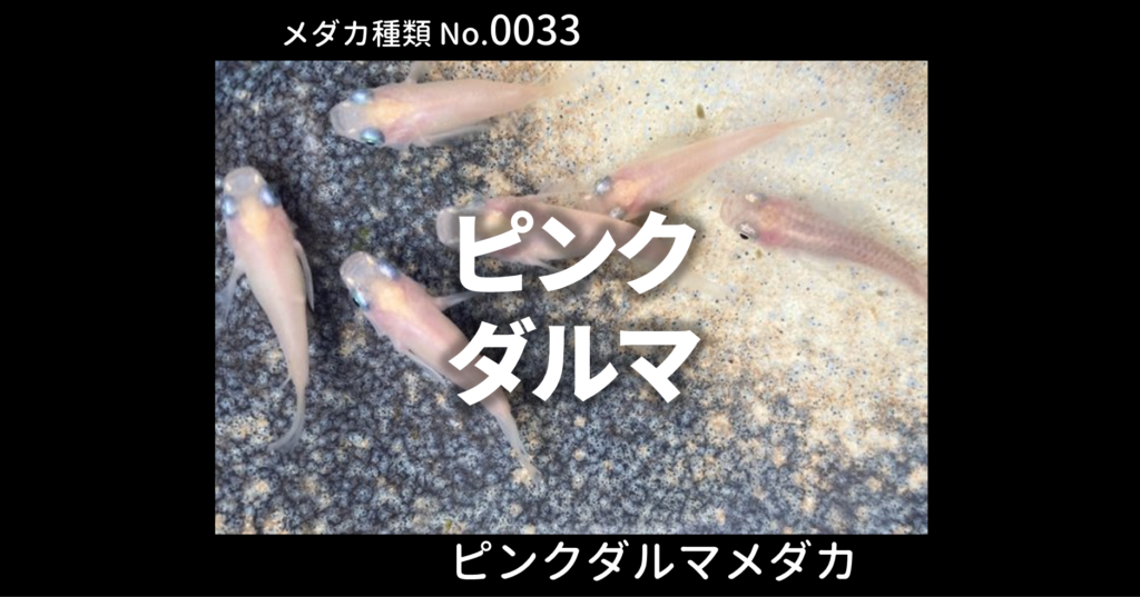 ピンクダルマメダカとは 改良メダカweb図鑑no0033 ピンク 改良メダカweb図鑑