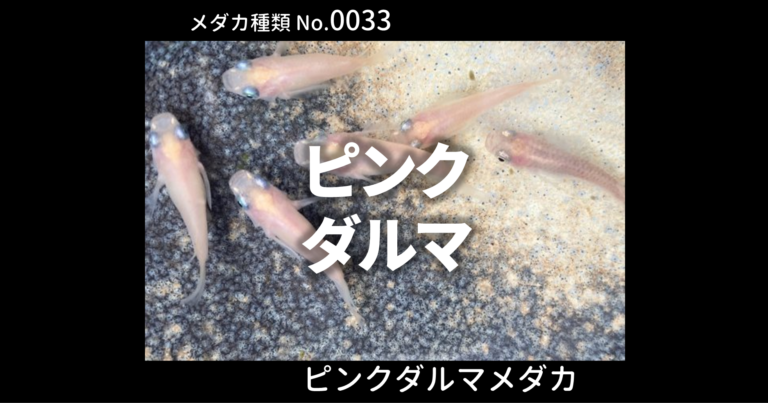 ピンクダルマメダカとは 改良メダカweb図鑑no0033 ピンク 改良メダカweb図鑑
