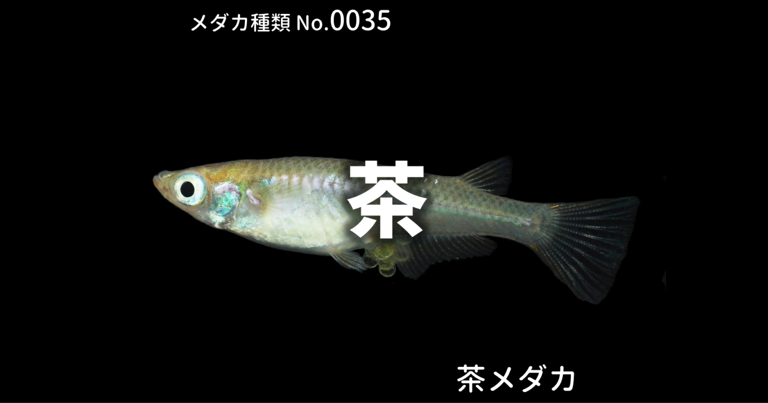 茶メダカとは 改良メダカweb図鑑no0035 茶 改良メダカweb図鑑