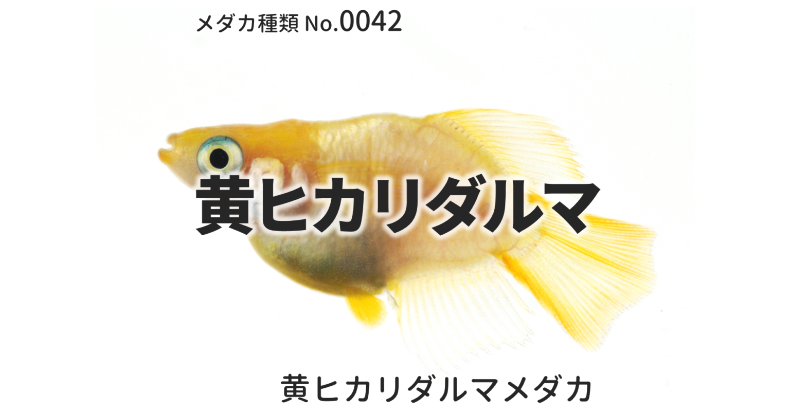 黄ヒカリダルマメダカとは 改良メダカweb図鑑no0042 黄 改良メダカweb図鑑