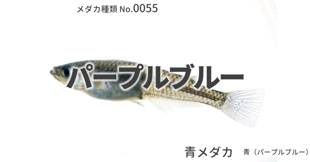 パープルブルーメダカ（青メダカ）とは 改良メダカweb図鑑no0055 青 改良メダカweb図鑑