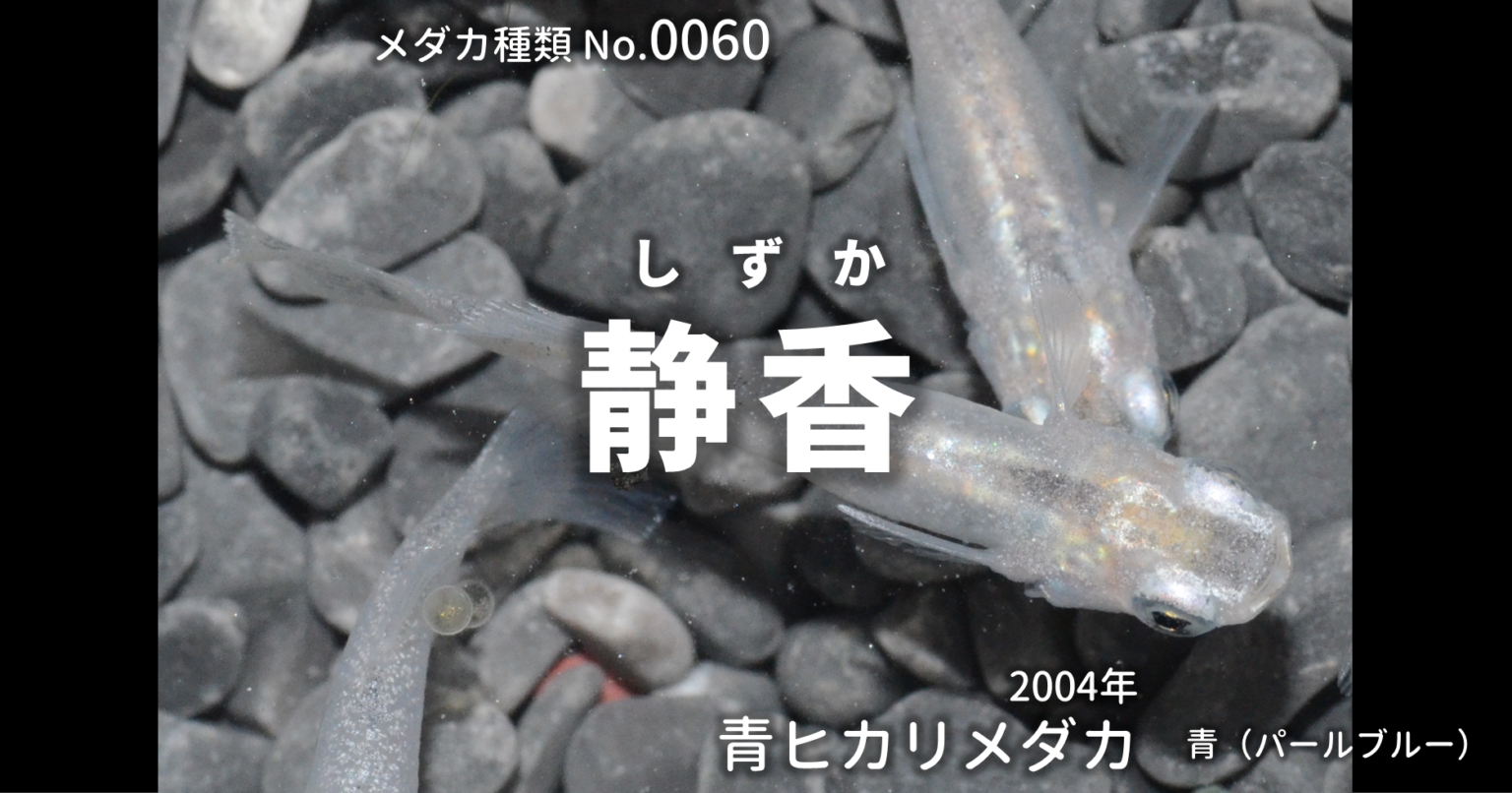 静香（スカイブルーヒカリ｜青ヒカリメダカ）とは 改良メダカweb図鑑no0060 青 改良メダカweb図鑑