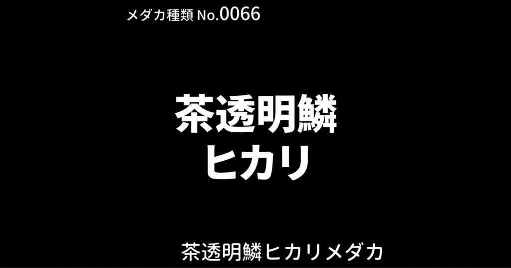 茶透明鱗ヒカリメダカとは 改良メダカweb図鑑no0066 茶 改良メダカweb図鑑
