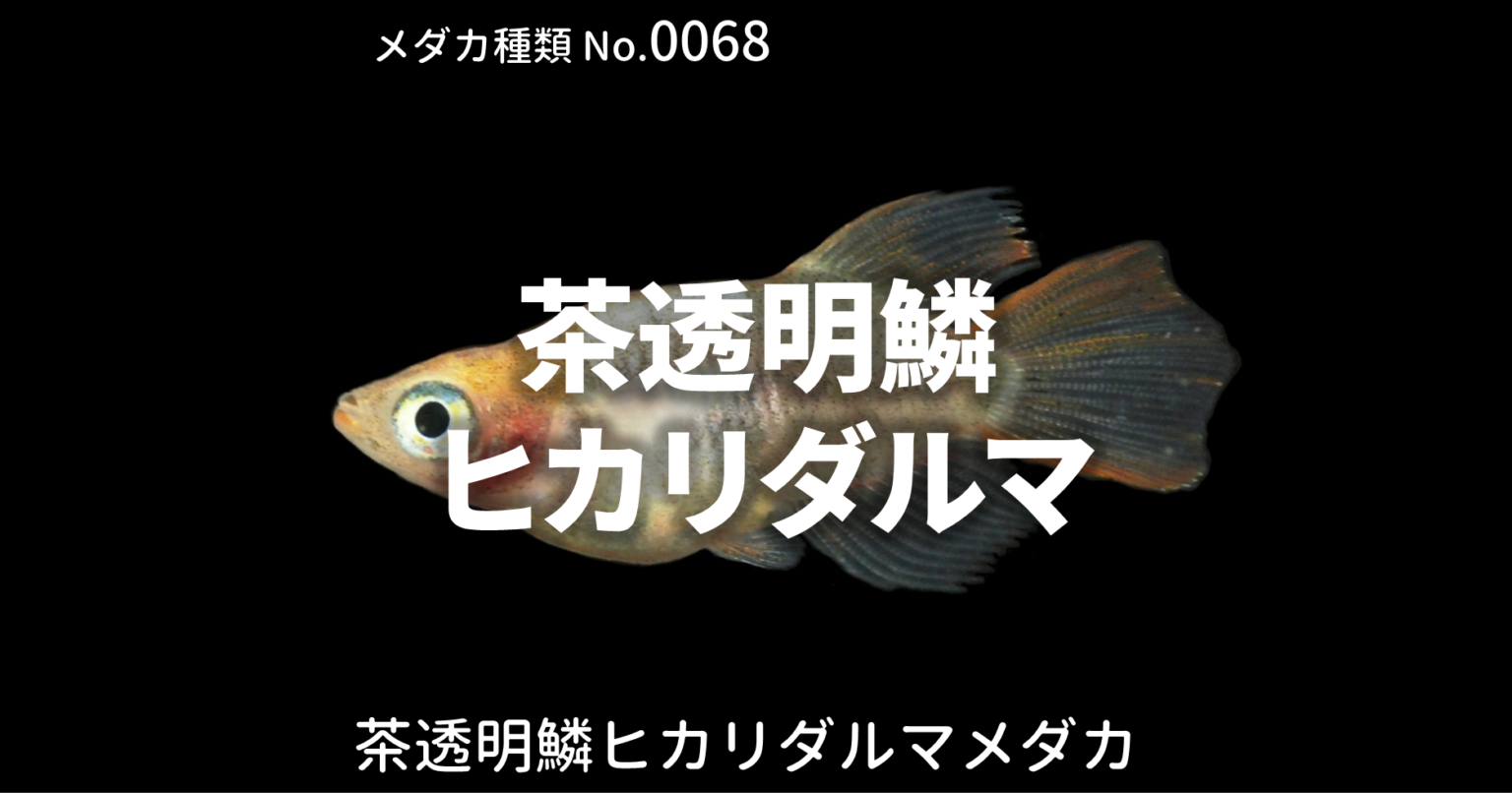 茶透明鱗ヒカリダルマメダカとは 改良メダカweb図鑑no0068 茶 改良メダカweb図鑑