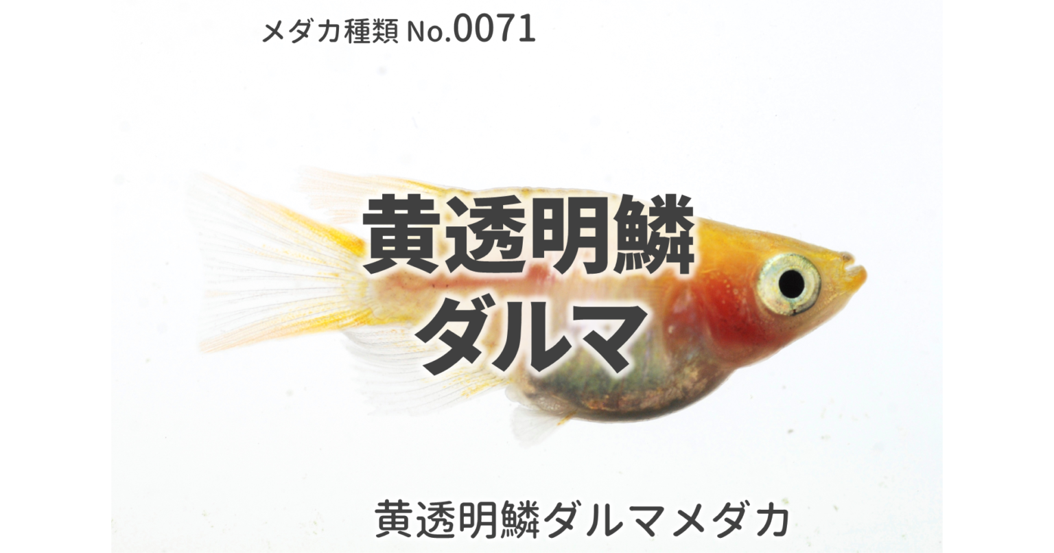 黄透明鱗ダルマメダカとは 改良メダカweb図鑑no0071 黄 改良メダカweb図鑑