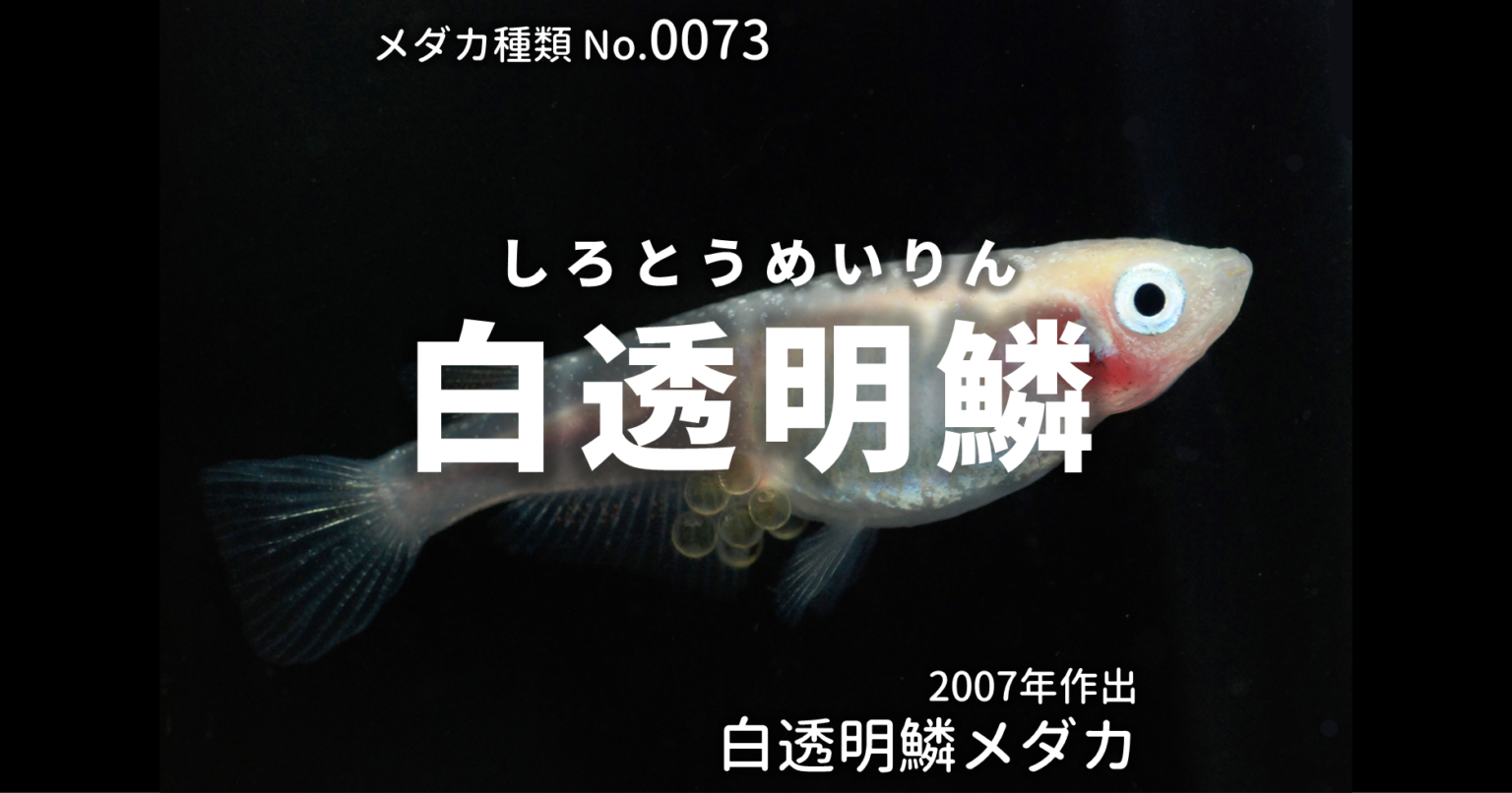 白透明鱗メダカとは 改良メダカweb図鑑no0073 白 改良メダカweb図鑑