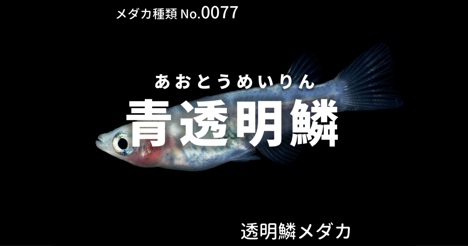 青透明鱗メダカとは 改良メダカweb図鑑no0077 青 改良メダカweb図鑑