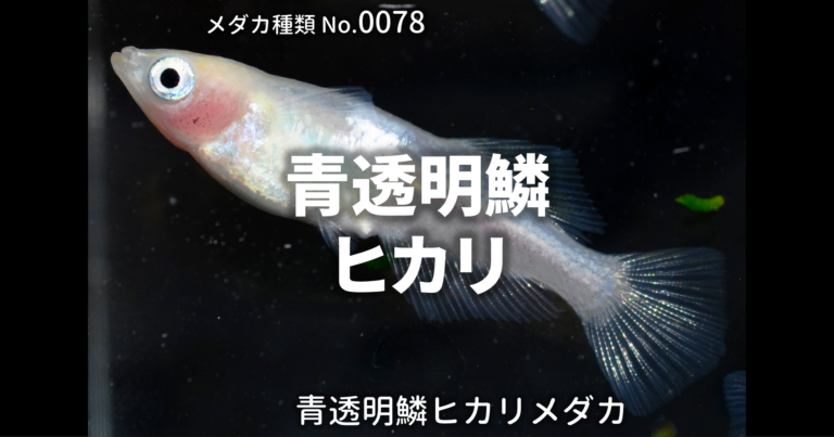青透明鱗ヒカリメダカとは 改良メダカweb図鑑no0078 青 改良メダカweb図鑑