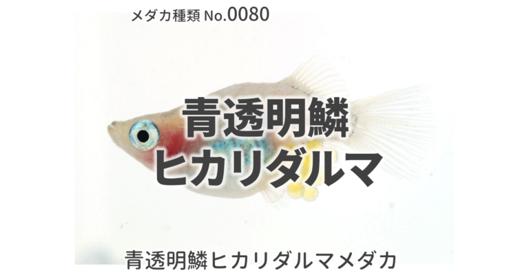 青透明鱗ヒカリダルマメダカとは 改良メダカweb図鑑no0080 青 改良メダカweb図鑑
