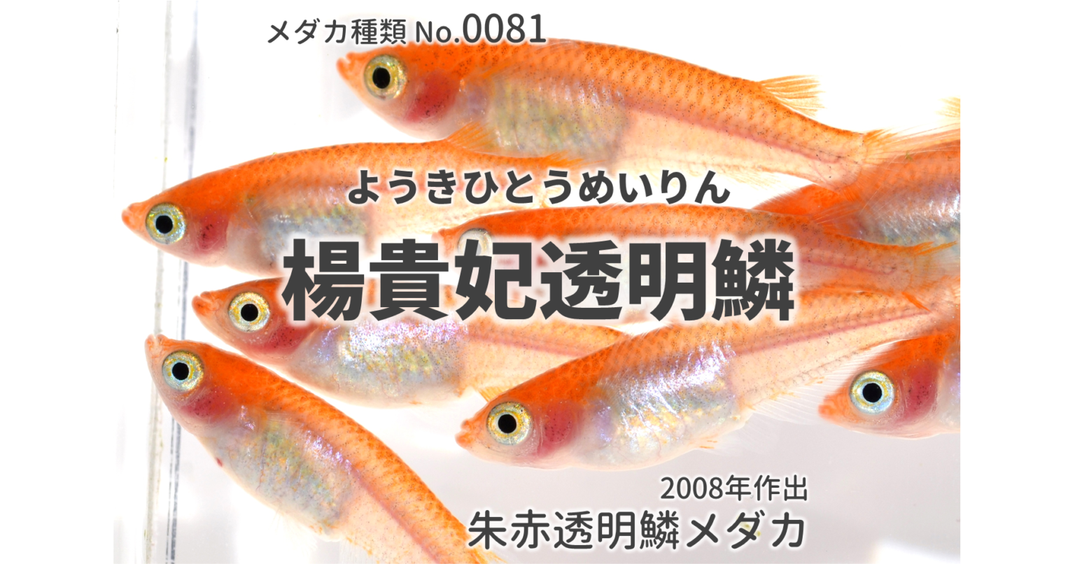 楊貴妃透明鱗(朱赤透明鱗メダカ)とは 改良メダカweb図鑑no0081 朱赤 改良メダカweb図鑑