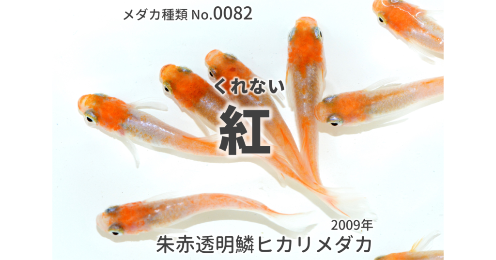 紅(朱赤透明鱗ヒカリメダカ)とは 改良メダカweb図鑑no0082 朱赤 改良メダカweb図鑑