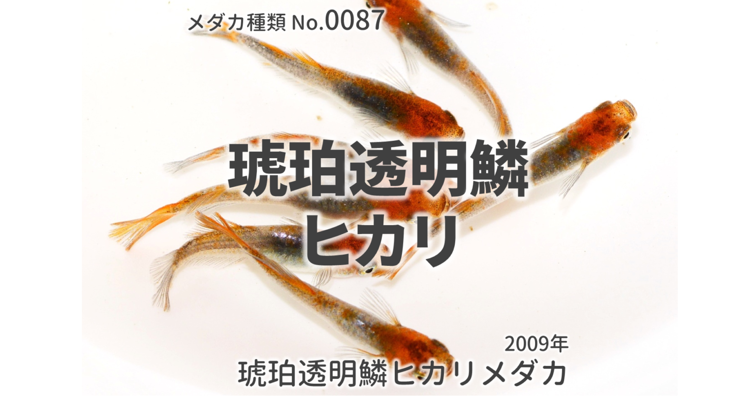 琥珀透明鱗ヒカリメダカとは 改良メダカweb図鑑no0087 メダカの品種 琥珀 改良メダカweb図鑑