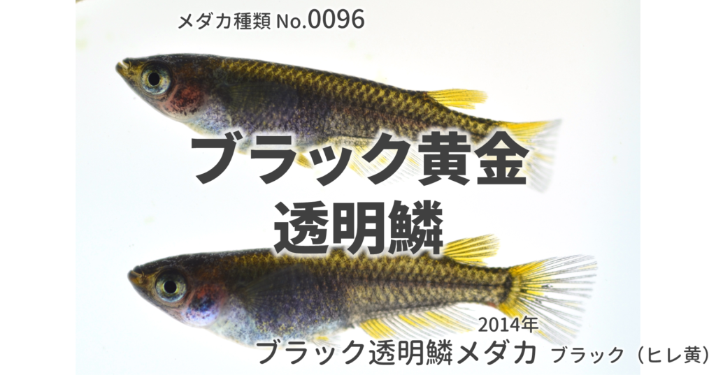 ブラック黄金透明鱗メダカとは 改良メダカweb図鑑no0096 ブラック メダカの品種 改良メダカweb図鑑
