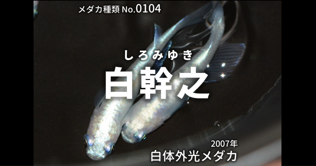 白幹之（しろみゆき）メダカとは 改良メダカweb図鑑no0104 メダカの品種 白 改良メダカweb図鑑