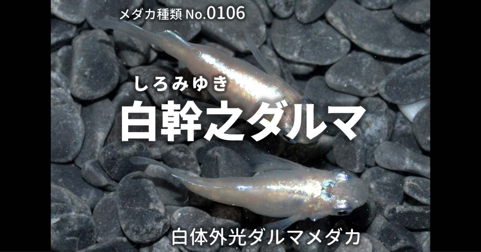 白幹之(しろみゆき)ダルマメダカとは 改良メダカweb図鑑no0106 メダカの品種 白 改良メダカweb図鑑
