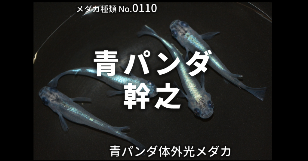 青パンダ幹之(あおぱんだみゆき)とは 改良メダカweb図鑑no0110 メダカの品種 青 改良メダカweb図鑑
