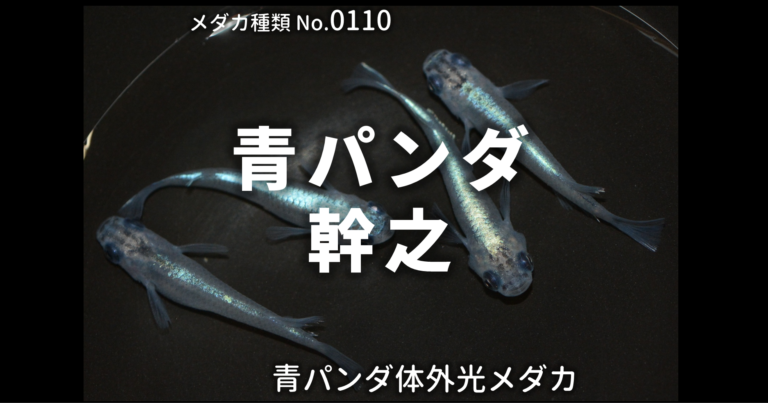 青パンダ幹之(あおぱんだみゆき)とは 改良メダカweb図鑑no0110 メダカの品種 青 改良メダカweb図鑑