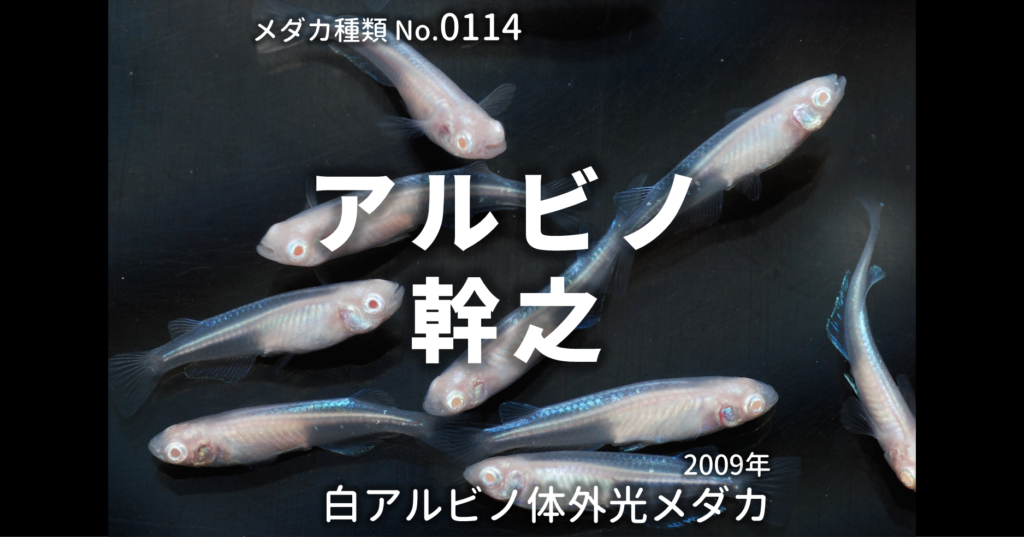 アルビノ幹之(みゆき)とは 改良メダカweb図鑑no0114 メダカの品種 白 改良メダカweb図鑑