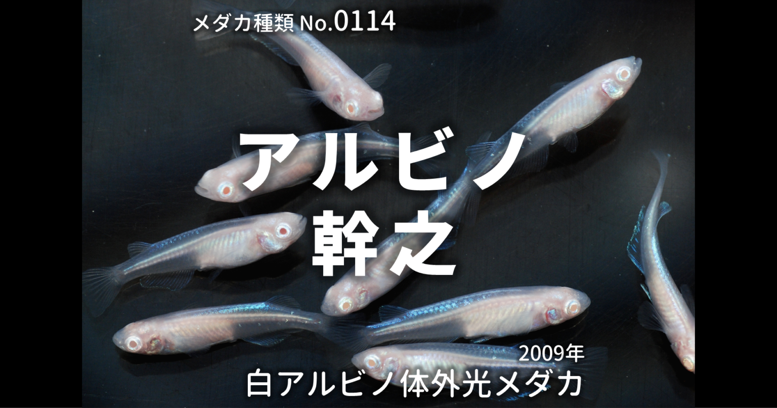 アルビノ幹之(みゆき)とは 改良メダカweb図鑑no0114 メダカの品種 白 改良メダカweb図鑑