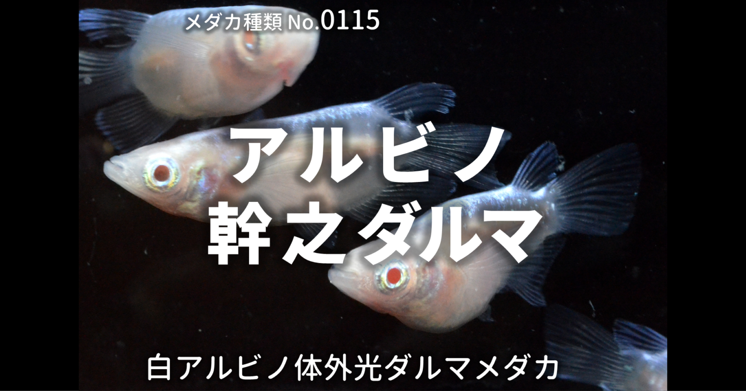 アルビノ幹之（みゆき）ダルマとは 改良メダカweb図鑑no0115 メダカの品種 白 改良メダカweb図鑑