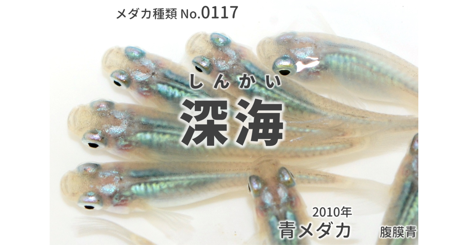 深海(しんかい)とは 改良メダカweb図鑑no0117 メダカの品種 青 改良メダカweb図鑑