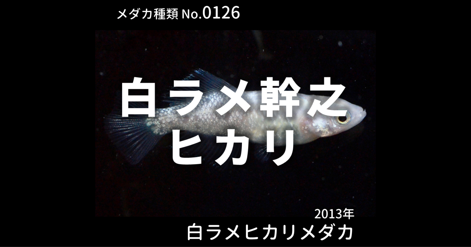 白ラメ幹之(しろらめみゆき)ヒカリとは 改良メダカweb図鑑no0126 メダカの品種 白 改良メダカweb図鑑