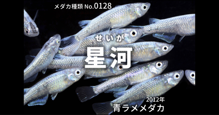 星河(せいが)とは 改良メダカweb図鑑no0128 メダカの品種 青 改良メダカweb図鑑
