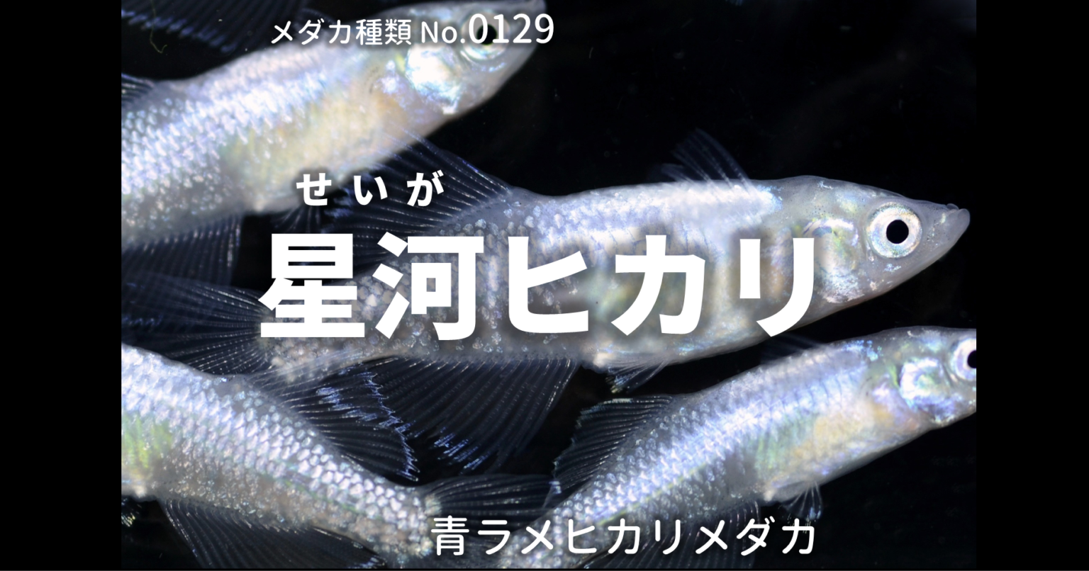 星河(せいが)ヒカリとは 改良メダカweb図鑑no0129 メダカの品種 青 改良メダカweb図鑑
