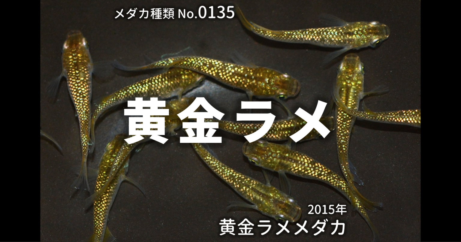 黄金ラメ（おうごんらめ）とは 改良メダカweb図鑑no0135 メダカの品種 黄金 改良メダカweb図鑑