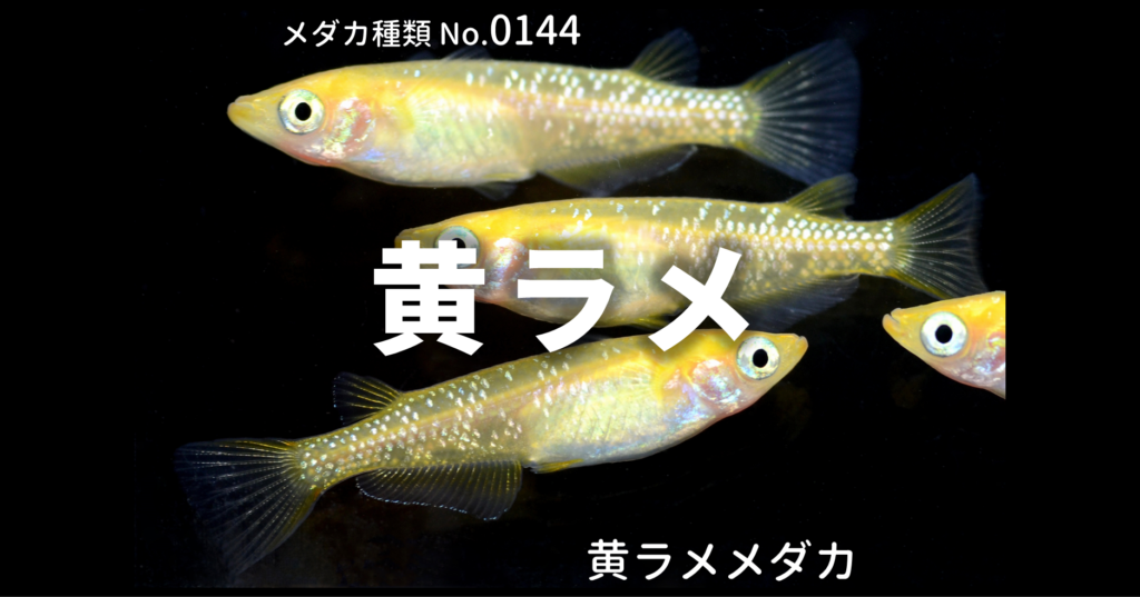 黄ラメ(きらめ)とは 改良メダカweb図鑑no0144 メダカの品種 黄 改良メダカweb図鑑