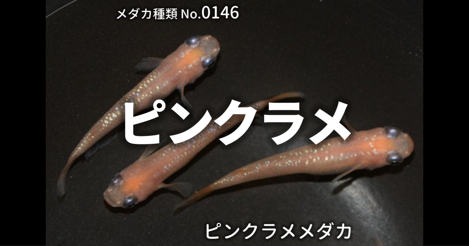 ピンクラメとは 改良メダカweb図鑑no0146 ピンク メダカの品種 改良メダカweb図鑑