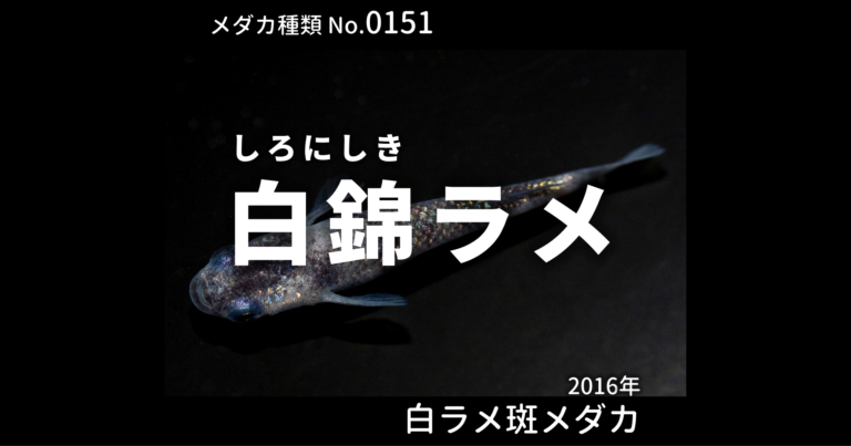 白錦ラメ(しろにしきらめ)とは 改良メダカweb図鑑no0151 メダカの品種 白 改良メダカweb図鑑