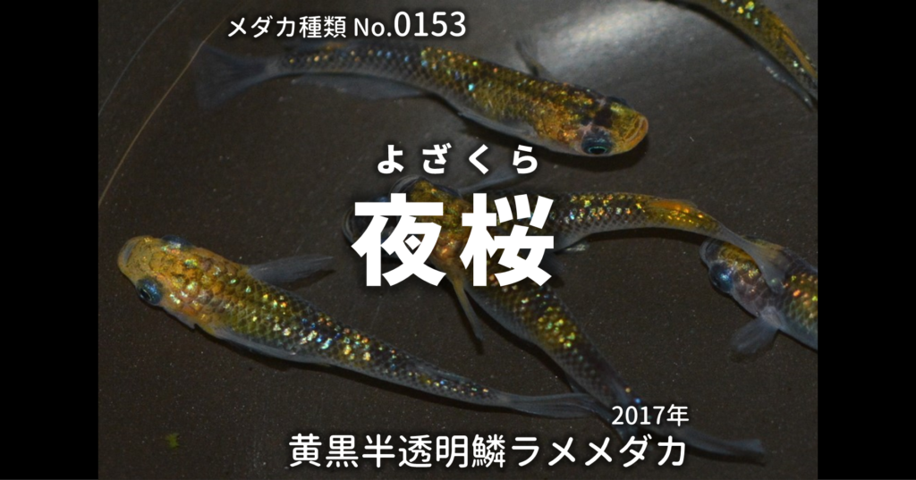 夜桜（よざくら）とは 改良メダカweb図鑑no0153 メダカの品種 黄黒 改良メダカweb図鑑