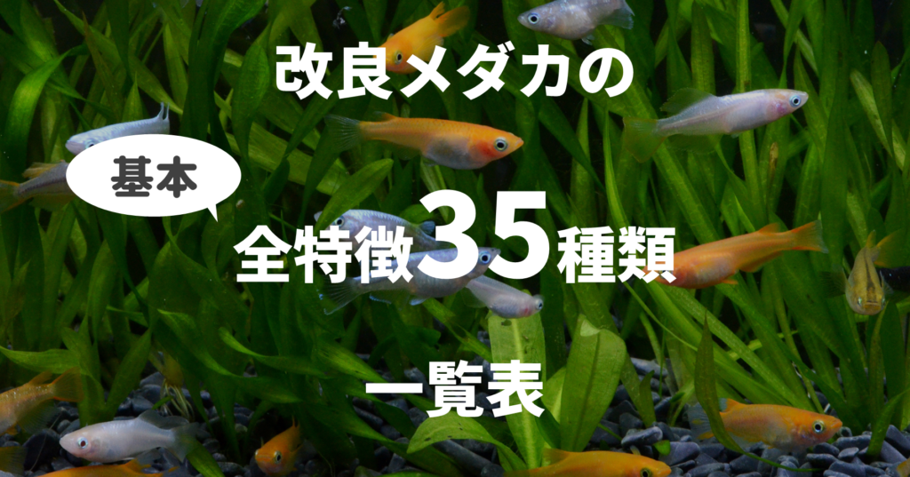 改良メダカの全特徴35種類の一覧表 メダカの特徴 改良メダカweb図鑑